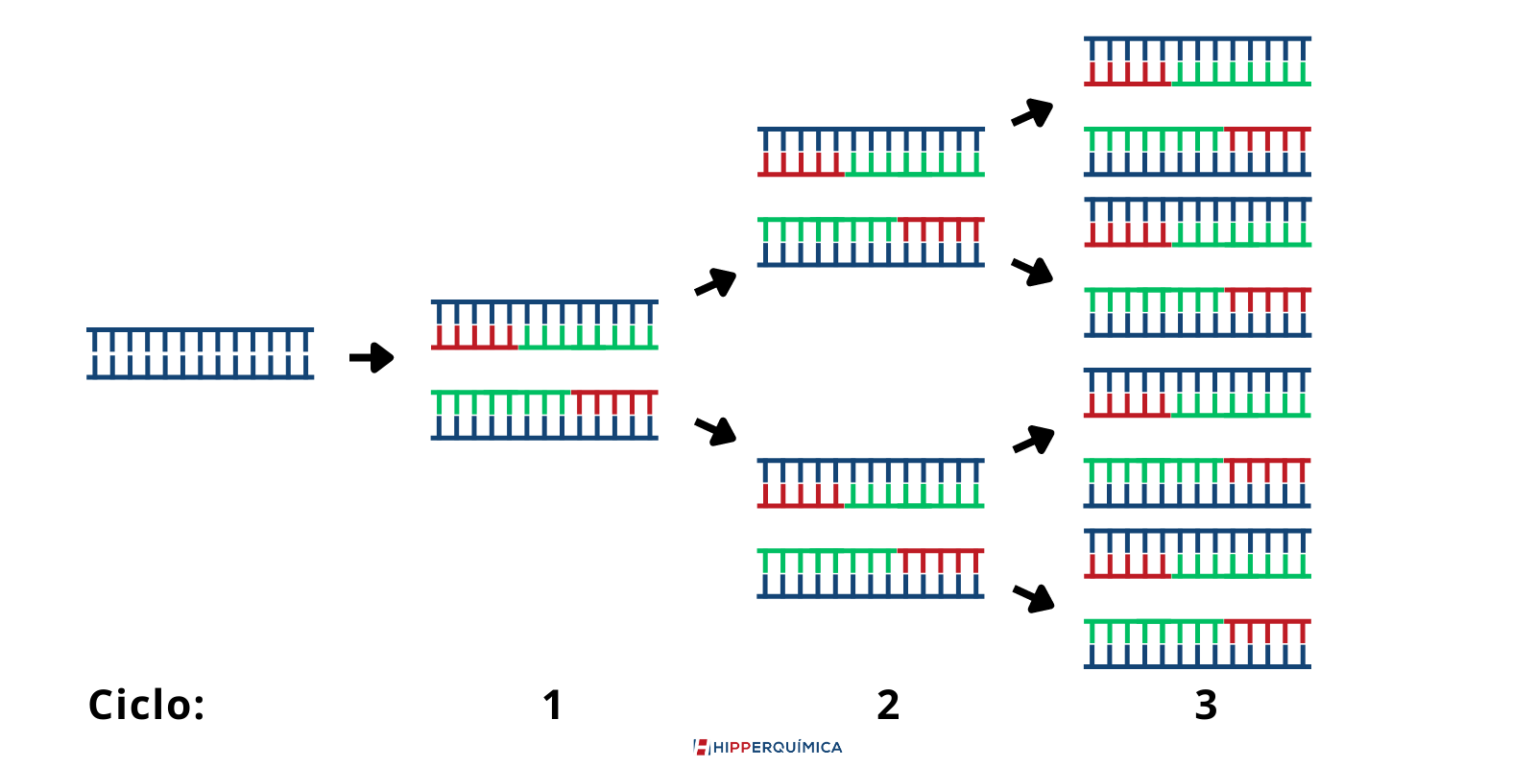 O que é PCR (Polymerase Chain Reaction)? E para que serve? - Hipperquímica